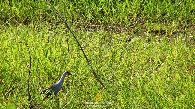 PAMPANGA | Candaba Swamp Travel Tips - Lakad Pilipinas